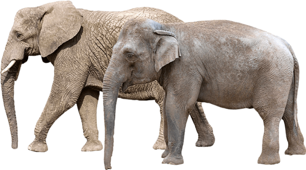 Sumatran Elephant - Lombok Wildlife Park