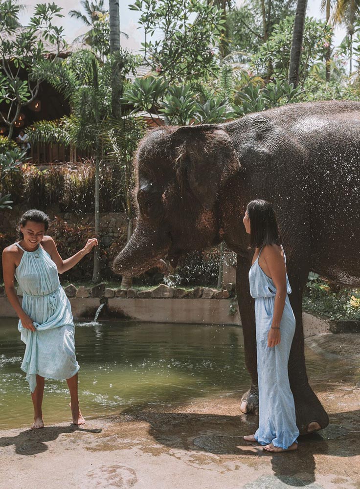 Elephant Mud Bath - Lombok Wildlife Park