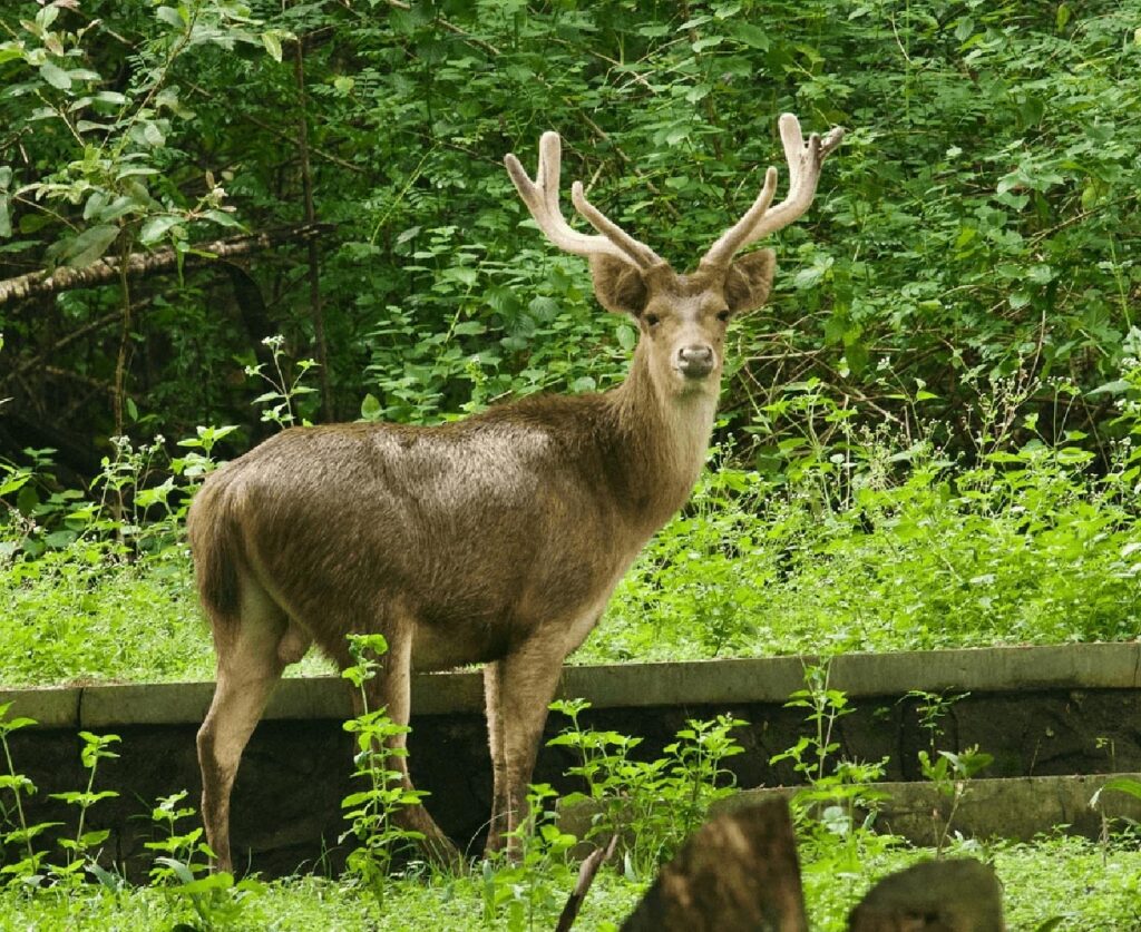 Rusa Timor - Lombok Wildlife Park